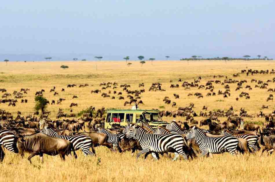 Home - Uganda & Rwanda Gorilla Safaris 2026 – Best Tours, Prices & Packages
